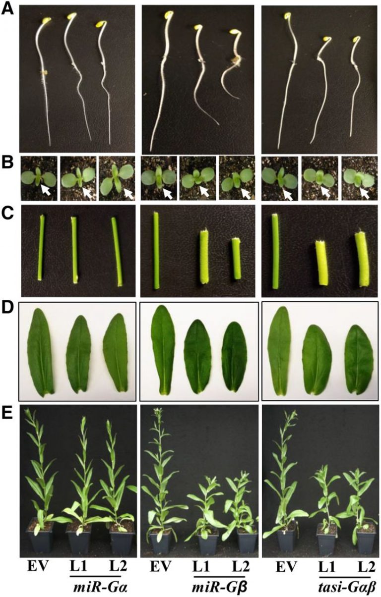 G-Protein Signaling Regulates a Patatin-Like Phospholipase | Plantae