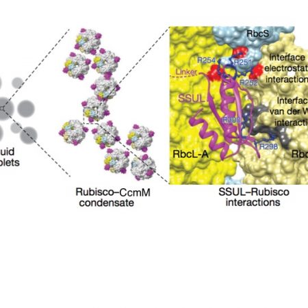 Plantae | Review: Rubisco activases: AAA+ chaperones adapted to enzyme ...