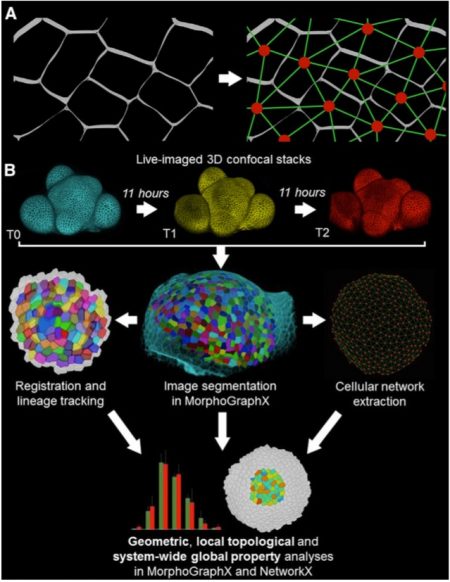 Global topological order emerges through local mechanical control of ...
