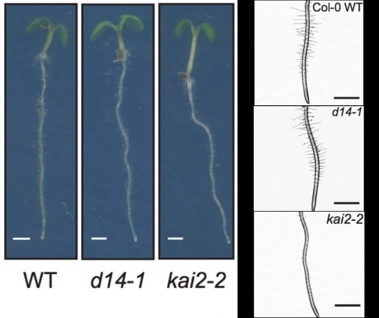 Plant Science Research Weekly: February 15th | Plantae