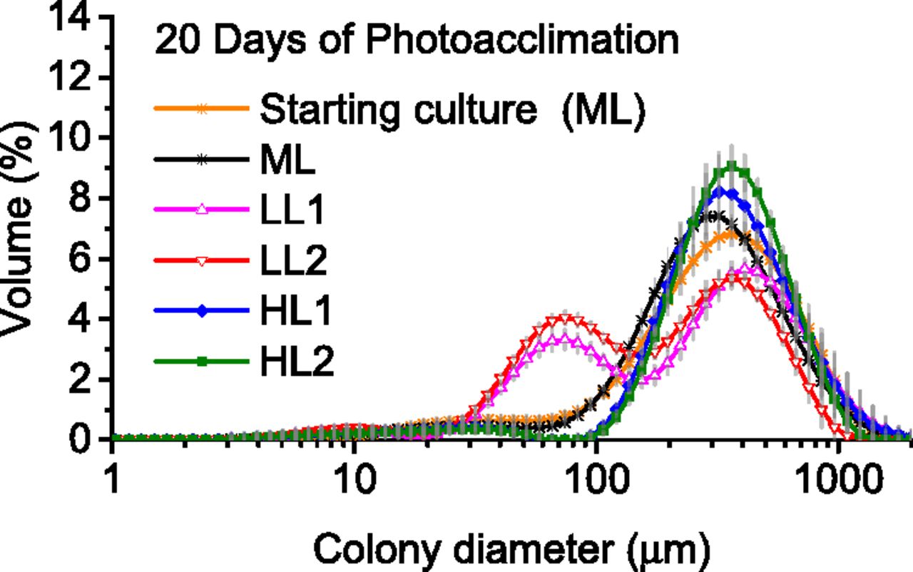 Light Acclimation in a Colonial Green Alga | Plantae