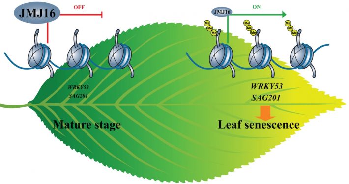 Plantae | The digital ecosystem for plant science