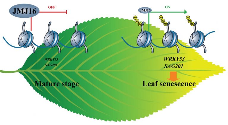Scientists reveal a new mechanism of epigenetic regulation of plant ... Scientists reveal a new mechanism of epigenetic regulation of plant ...