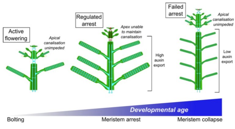 (Auxin) Don’t stop me now. Auxin export from proximal fruits drives ...