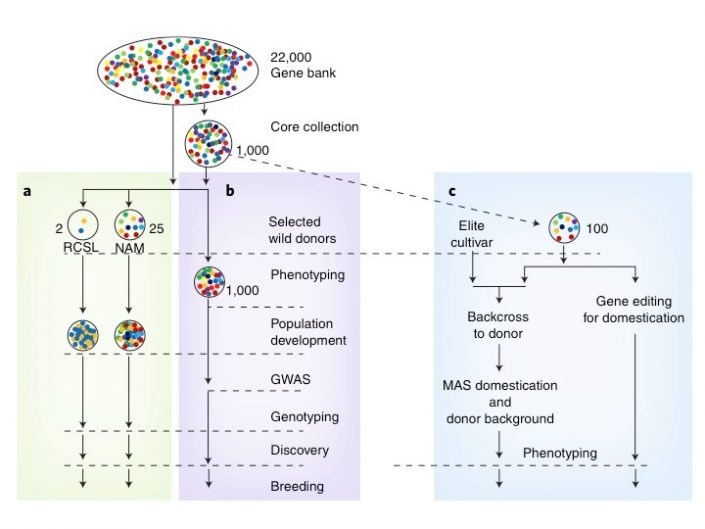 News and Views: Harnessing the potential of germplasm collections ...
