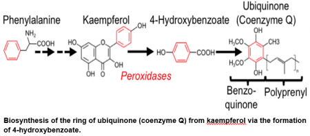 Ubiquinone (Coenzyme Q) Biosynthesis in Plants: Free that Ring | Plantae