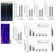 Lateral inhibition by a peptide hormone-receptor cascade during ...