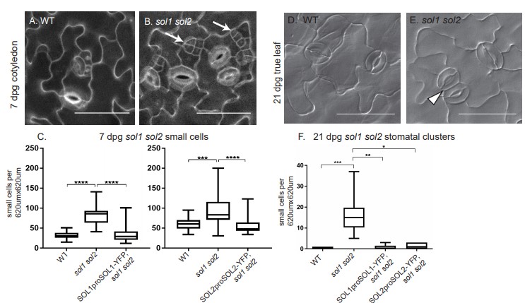 SOL1 and SOL2 regulate fate transition and cell division in stomatal ...