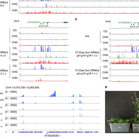 Plantae | Plant Synthetic Biology 101 | Plantae