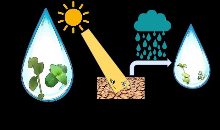 The Complex Evolution of Desiccation Tolerance | Plantae