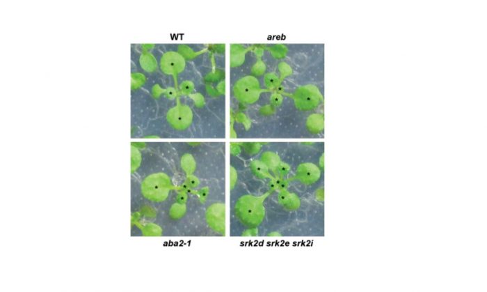 ABA Balances Plant Growth and Metabolism | Plantae