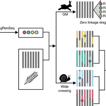 Plantae | Field-based high throughput phenotyping identifies genes ...