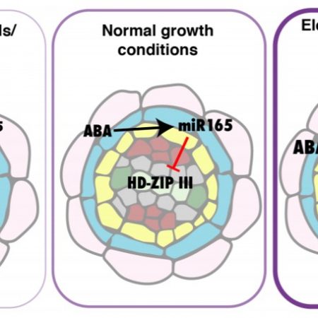 Plantae | Seed germination: It’s about restricting ABA biosynthesis at ...