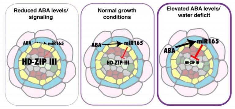 Root xylem formation and vascular acclimation to water deficit involves ...