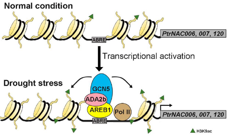 The AREB1-ADA2b-GCN5 Complex Regulates Gene Expression during Drought ...