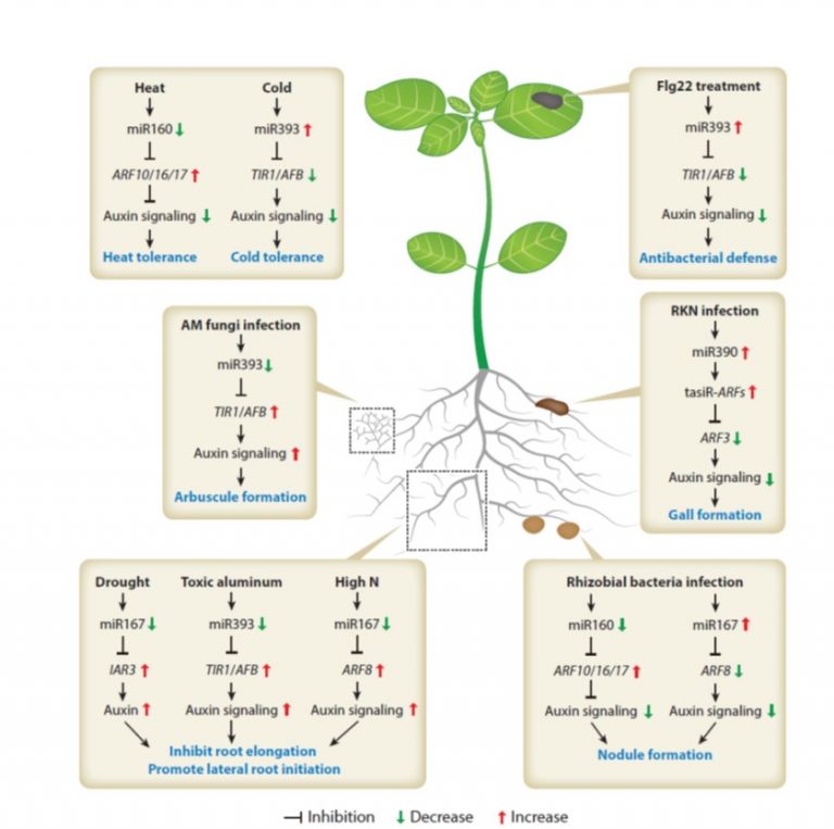 Review: MicroRNAs and their regulatory roles in plant–environment ...