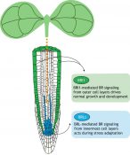 Review: Brassinosteroid signaling in plant development and adaptation ...