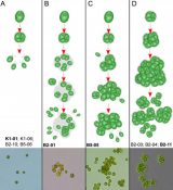 De novo origins of multicellularity in response to predation (Sci ...