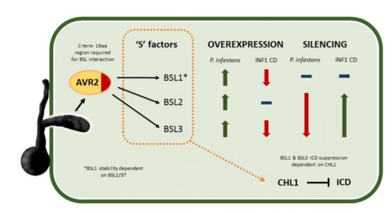 BSL family members are employed by pathogen as “moles” in S. tuberosum ...
