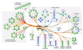 The phosphorylation and protein interaction landscape of the plant TOR ...