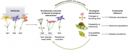 Review: Evolutionary and ecological insights from herbicide resistant ...