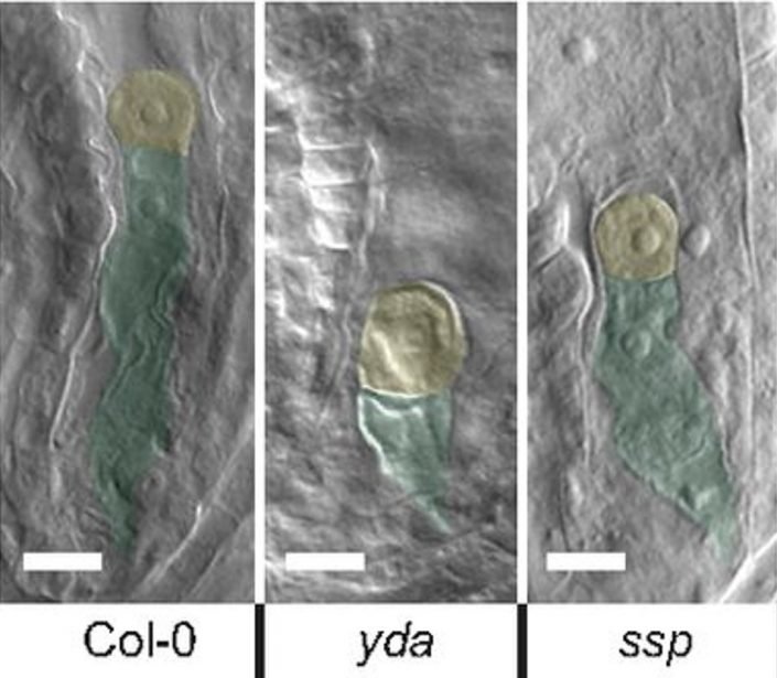 Constitutive signaling activity of a receptor-associated protein links ...