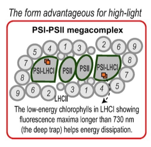 A direct connection between PSI & PSII systems in green plants (Plant ...