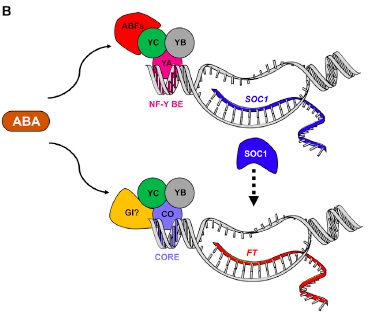 ABA mediated drought-accelerated flowering ($) (Mol Plant) | Plantae