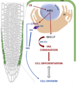 The lateral root cap acts as an auxin sink that controls meristem size ...