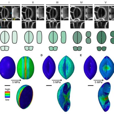 Plantae | Opposing, polarity-driven nuclear migrations underpin ...