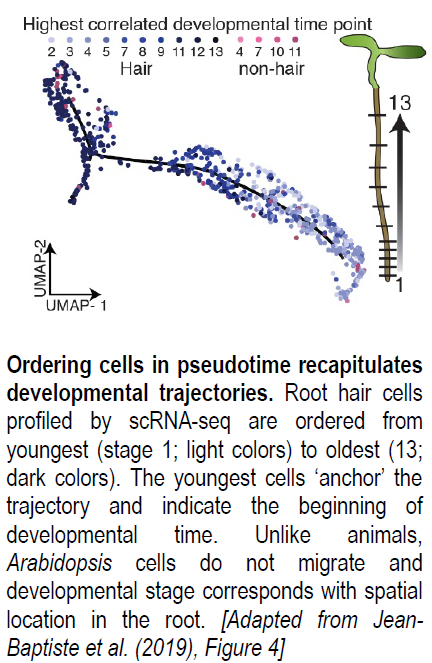Plantae | The Future is Now: Gene Expression Dynamics at Single Cell ... Plantae | The Future is Now: Gene Expression Dynamics at Single Cell ...