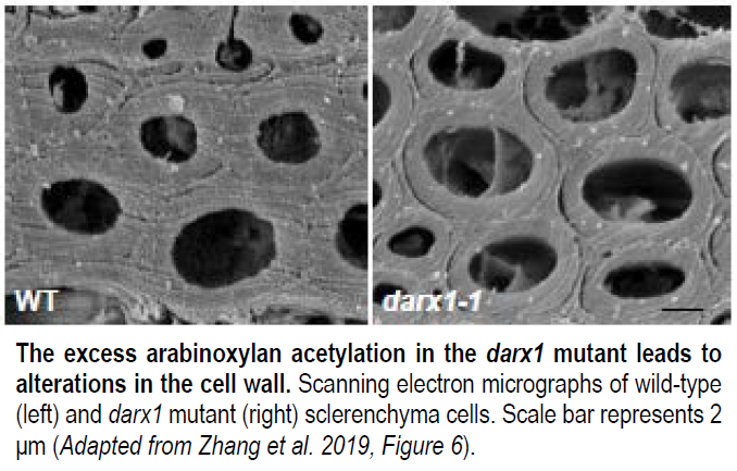 Cell Wall Polymers: The Importance of Deacetylation | Plantae