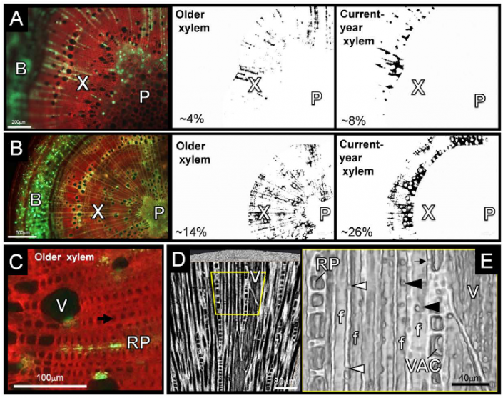 Of storage and stems: examining the role of stem water storage in plant ...