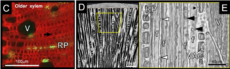 Of storage and stems: examining the role of stem water storage in plant ...