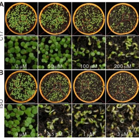Plantae | A nanobionic light emitting plant ($) | Plantae