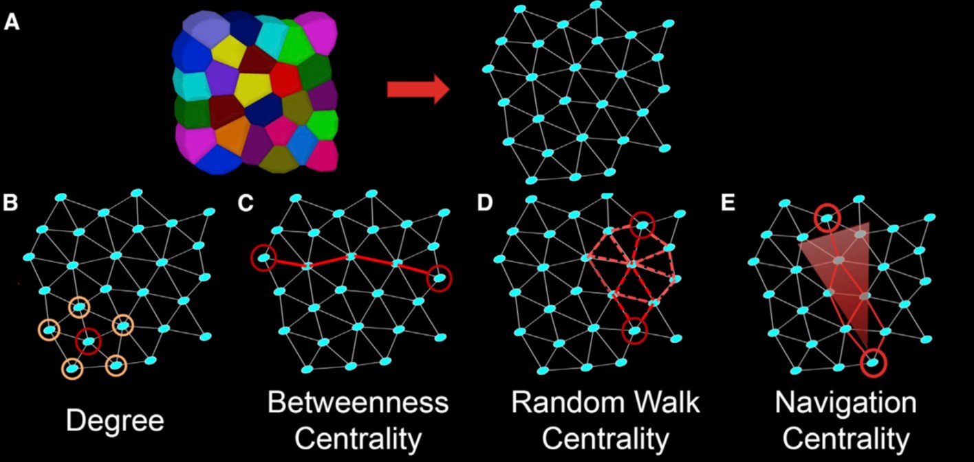 Review. Multicellular systems biology: Applying network science to plant organ patterning and ...