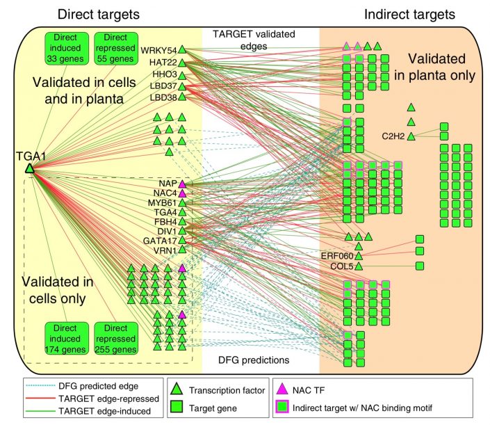 Network paths for nitrogen response in Arabidopsis (Nature Comms) | Plantae
