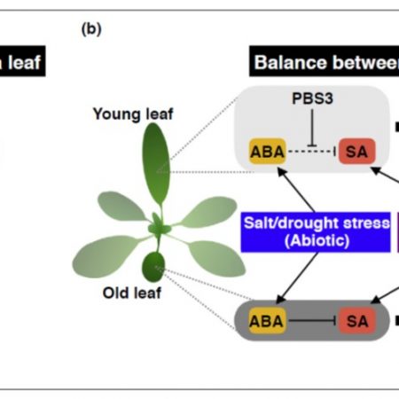 Plantae | The EDS1-SAG101 complex regulates TNL-based immunity in ...