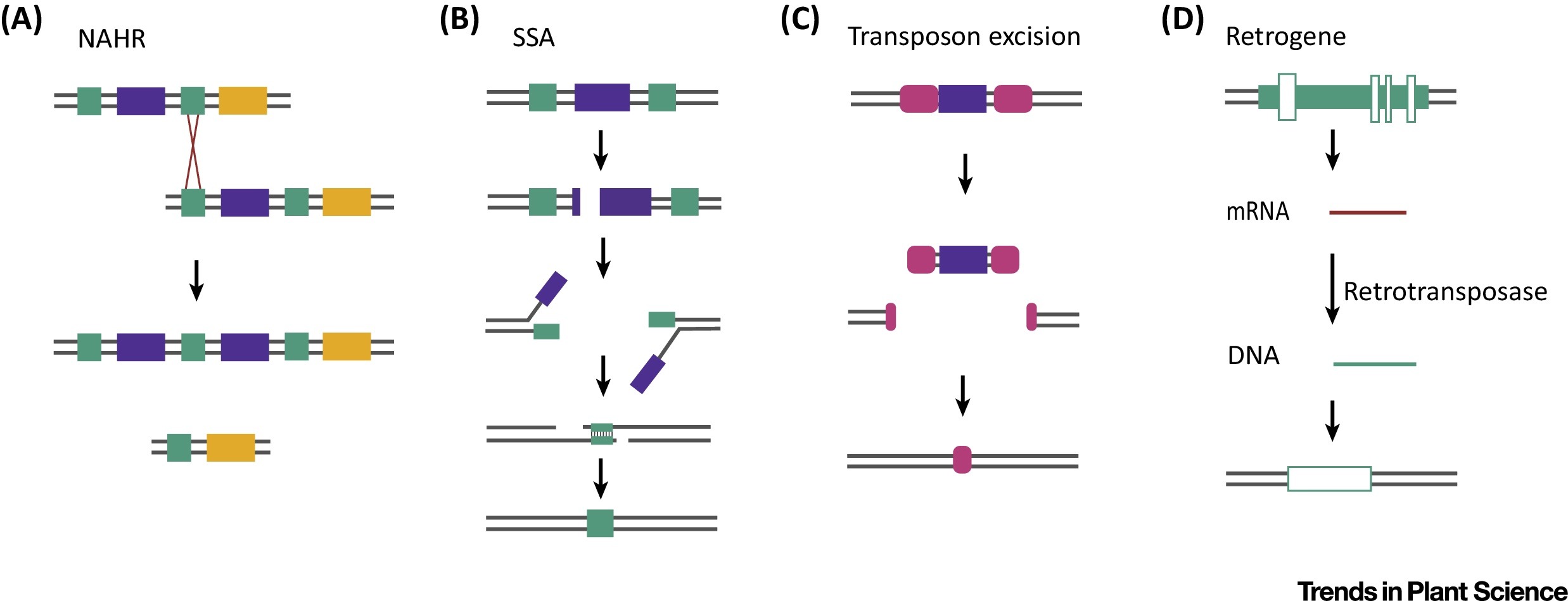 Review Copy Number Variations Shaping Plant Domestication Trends