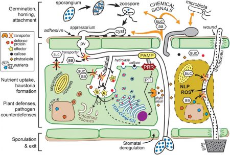 Review: Exchanges at the plant-oomycete interface that influence ...