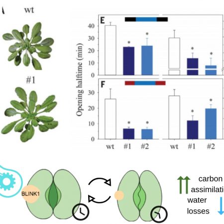 Review: Design and engineering of advanced plant optogenetics systems ...