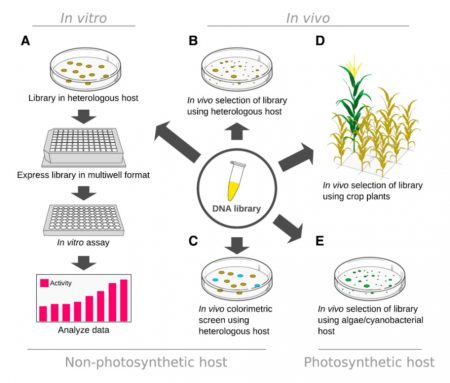 Plant Science Research Weekly: April 19th | Plantae