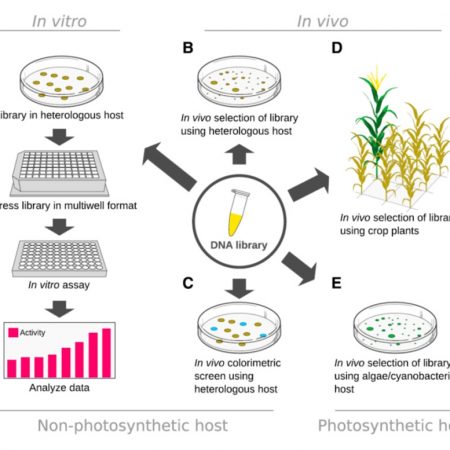 Plantae | Genome editing in maize directed by CRISPR–Cas9 ...