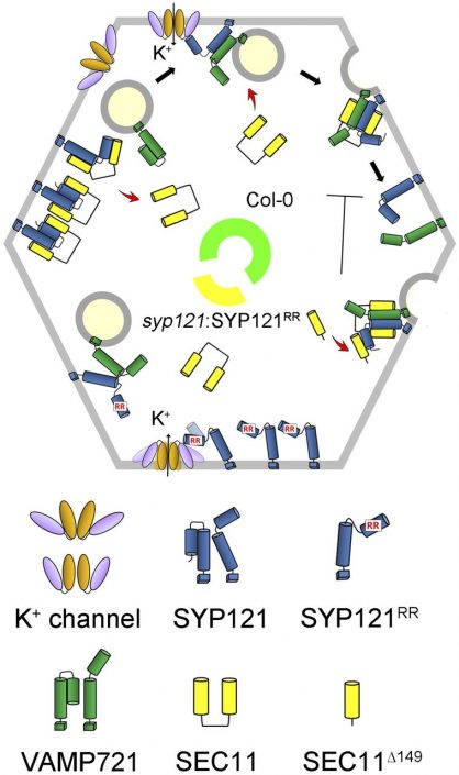 A Tonoplast Calcineurin B-Like Protein and Stomatal Movement | Plantae