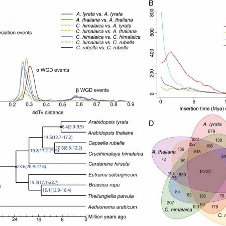 Plantae | AthCNV: A map of DNA copy number variations in the ...