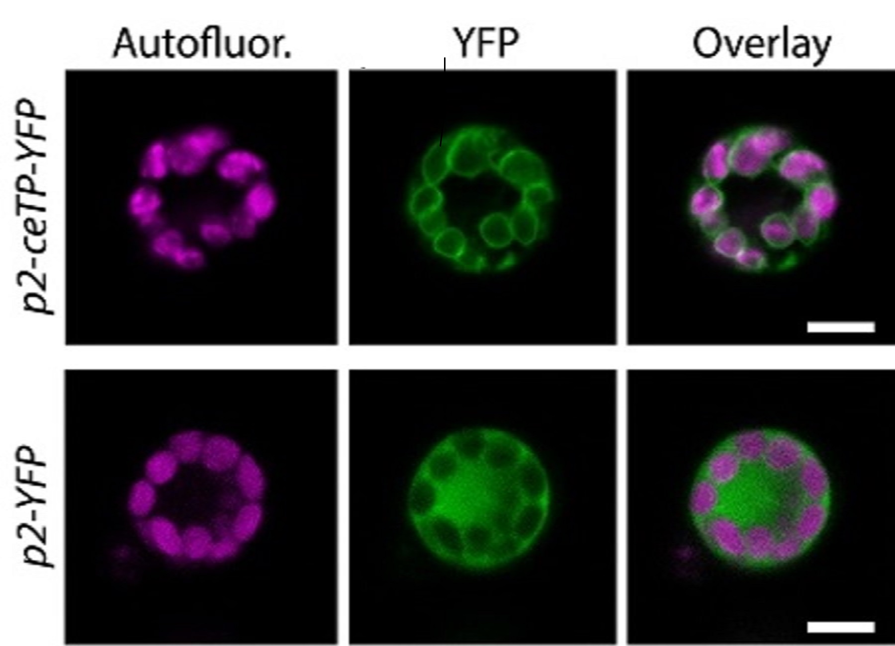 A high-throughput transient expression system for rice (Plant Cell ...
