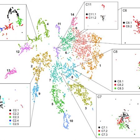 Shoot and root single cell sequencing reveals tissue- and daytime ...