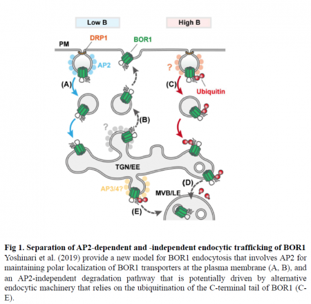 Two pathways for trafficking the borate receptor BOR1 | Plantae