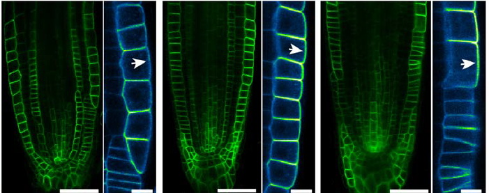 Two pathways for trafficking the borate receptor BOR1 | Plantae