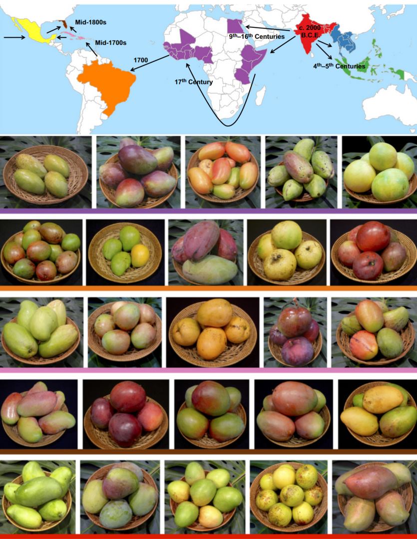 Population genomic analysis of mango suggests a complex history of ...